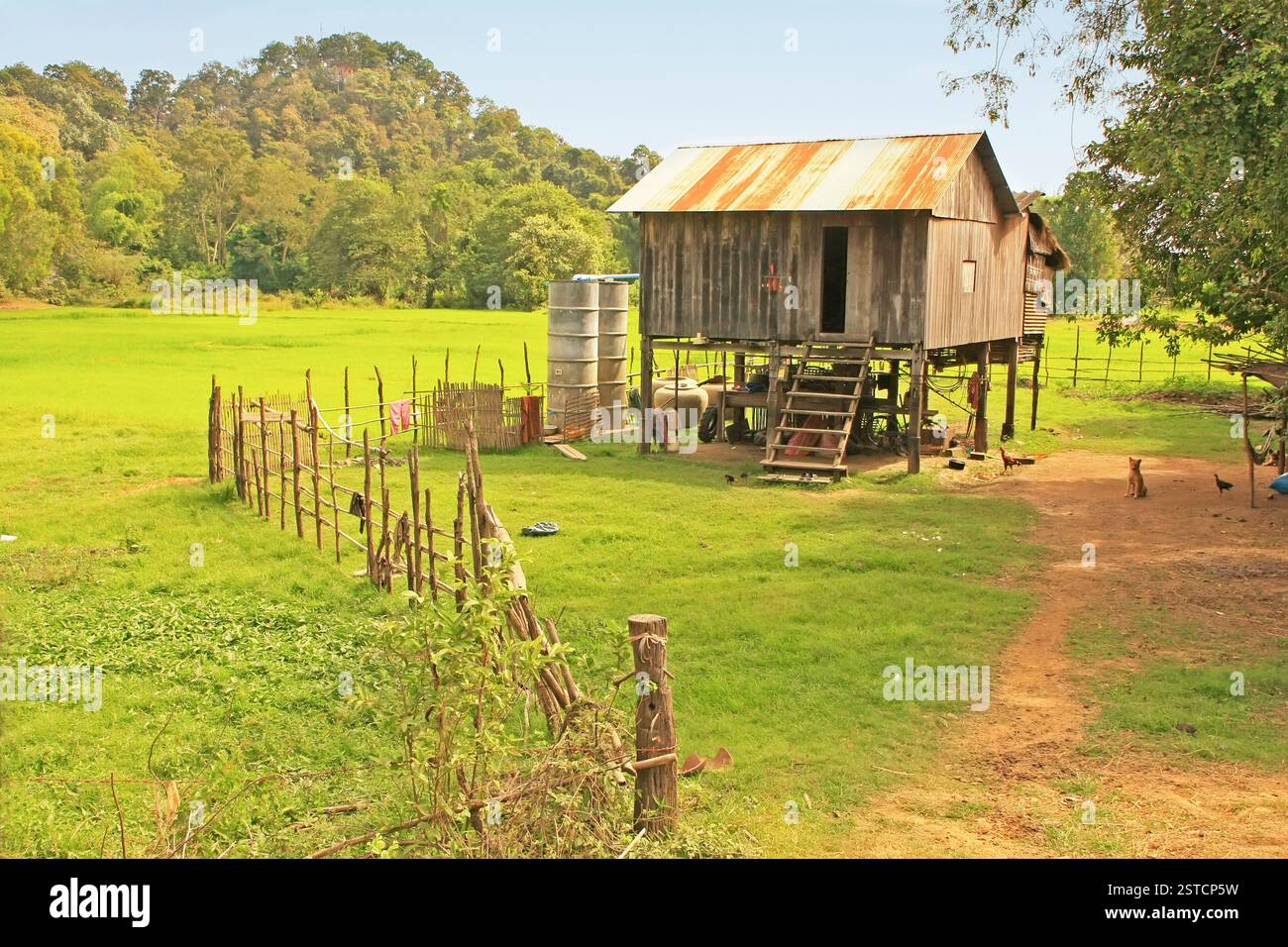 Rice field wooden stilt house hi-res stock photography and images - Alamy