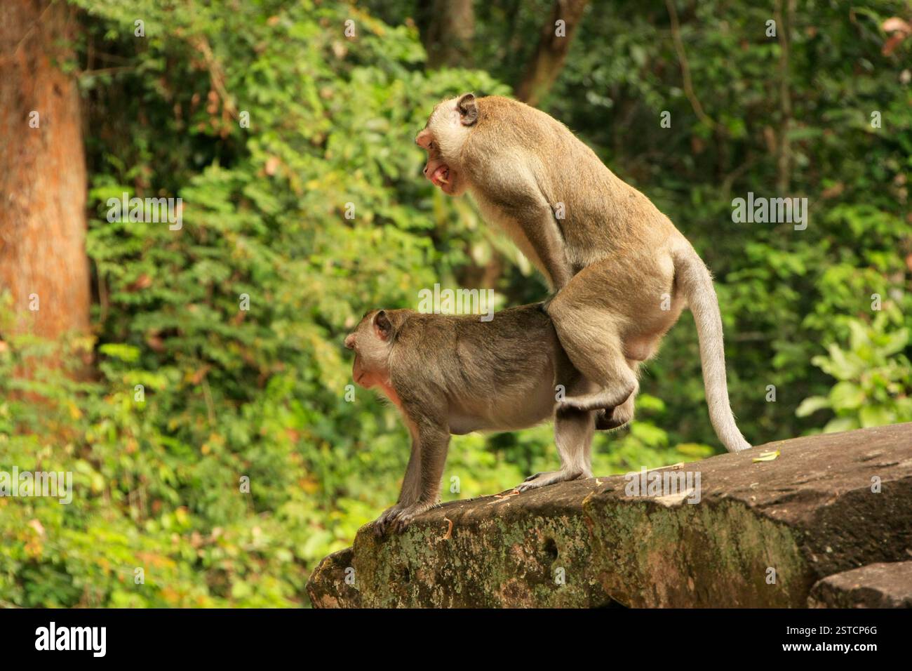 Macaca fascicularis male female hi-res stock photography and images - Alamy