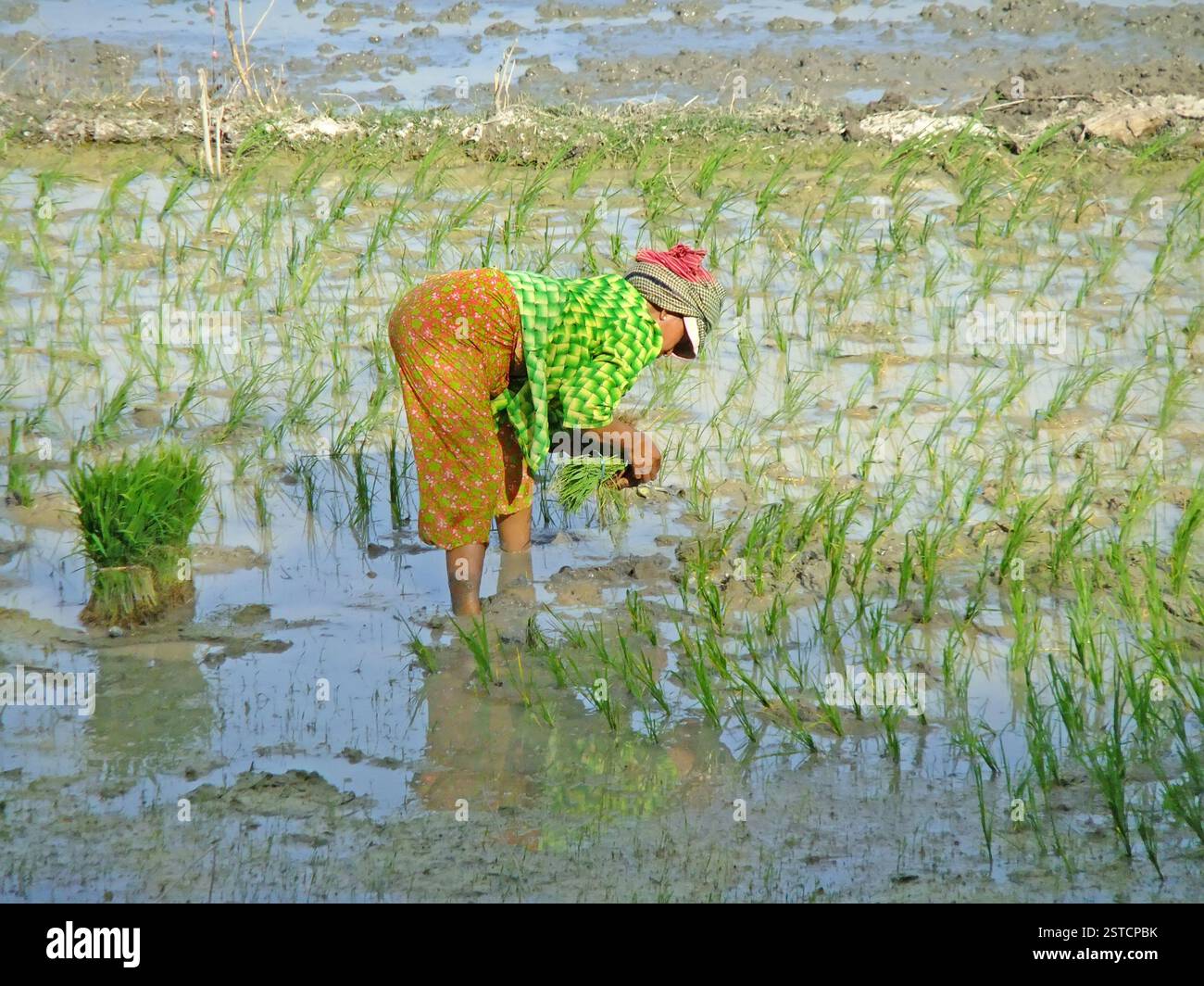 Woman planting rice, Cambodia Stock Photo - Alamy
