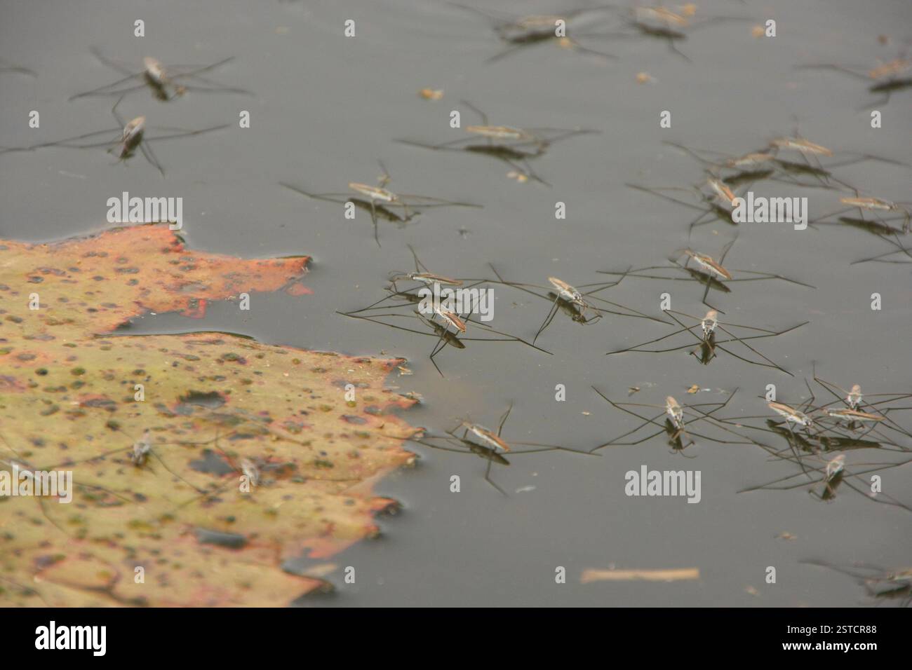 Water striders (Gerris sp Stock Photo - Alamy