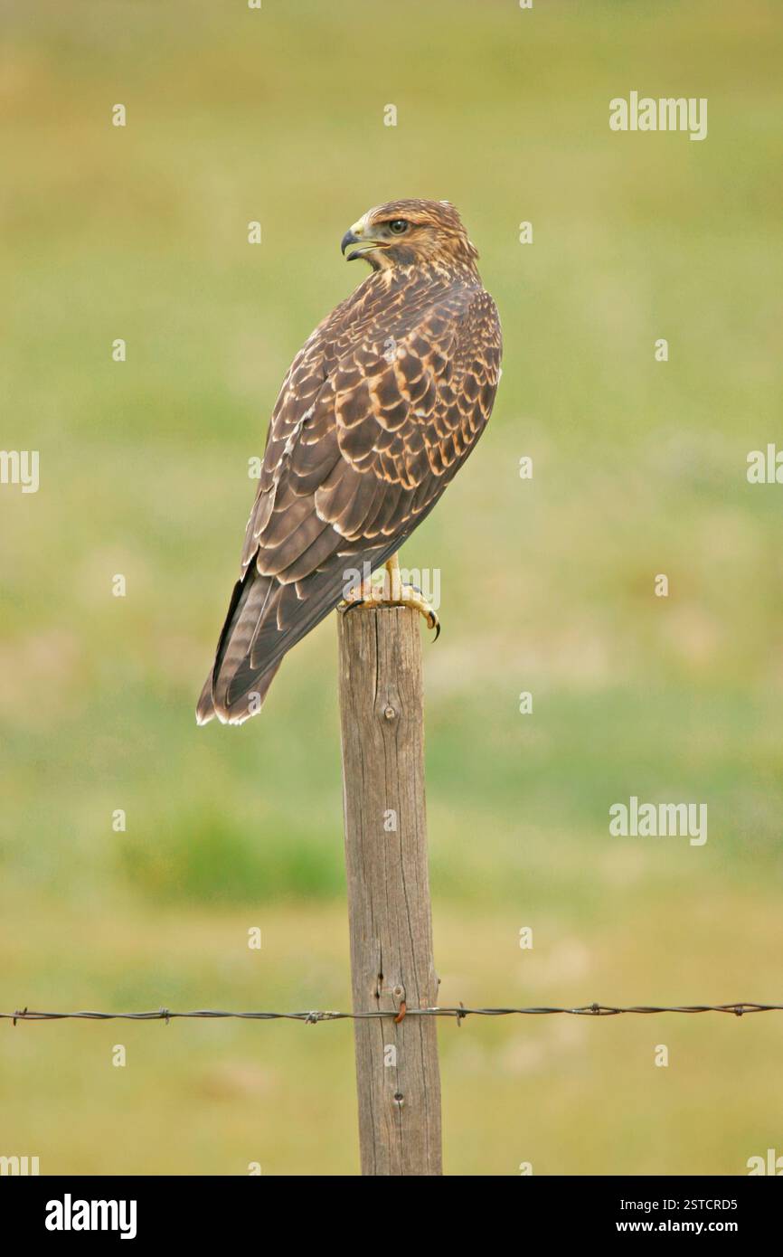 Juvenile Red-tailed Hawk Stock Photo - Alamy