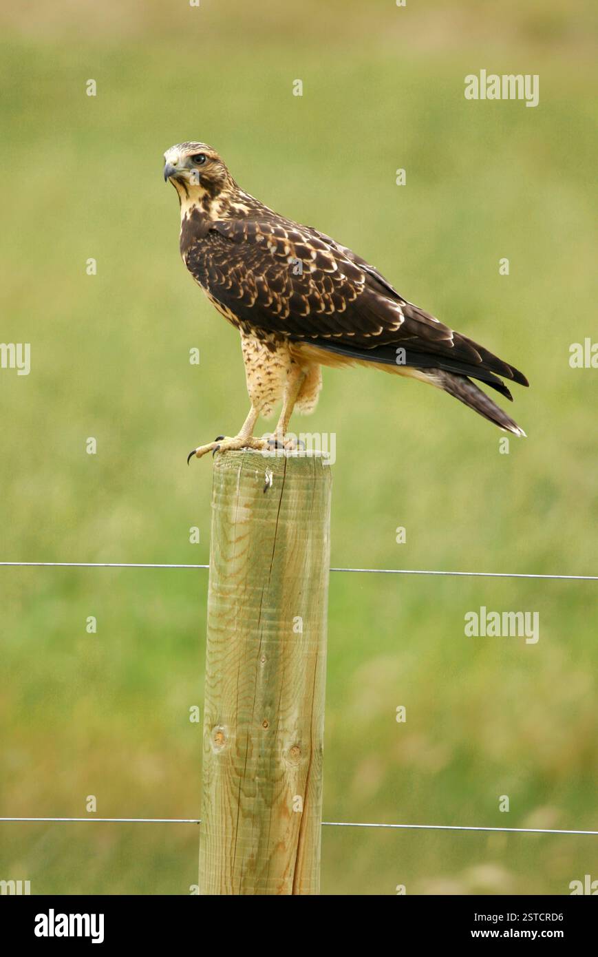 Juvenile Red-tailed Hawk Stock Photo - Alamy