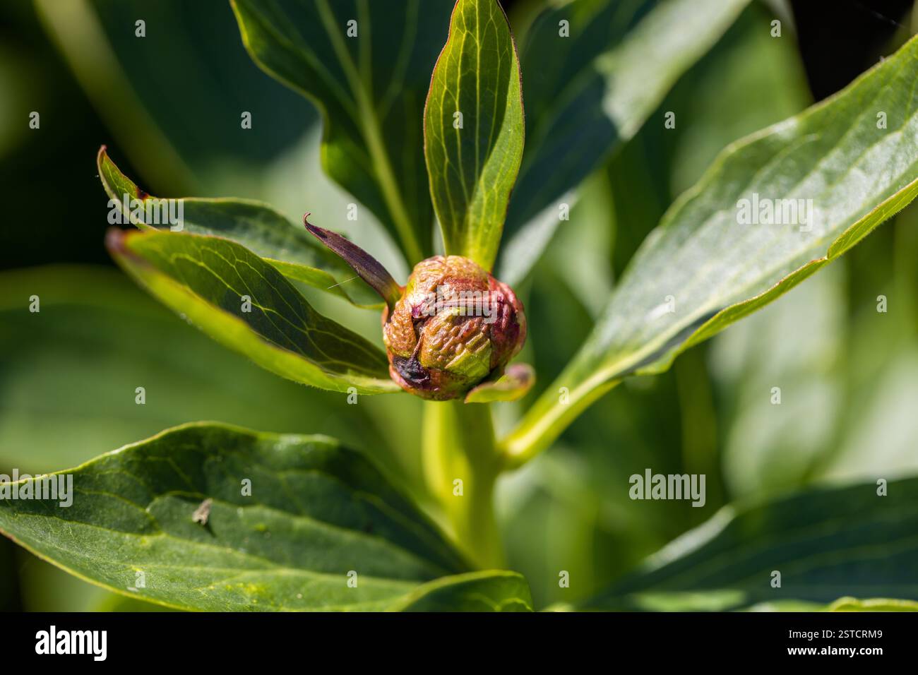 The gray rot on a peony bud Stock Photo - Alamy