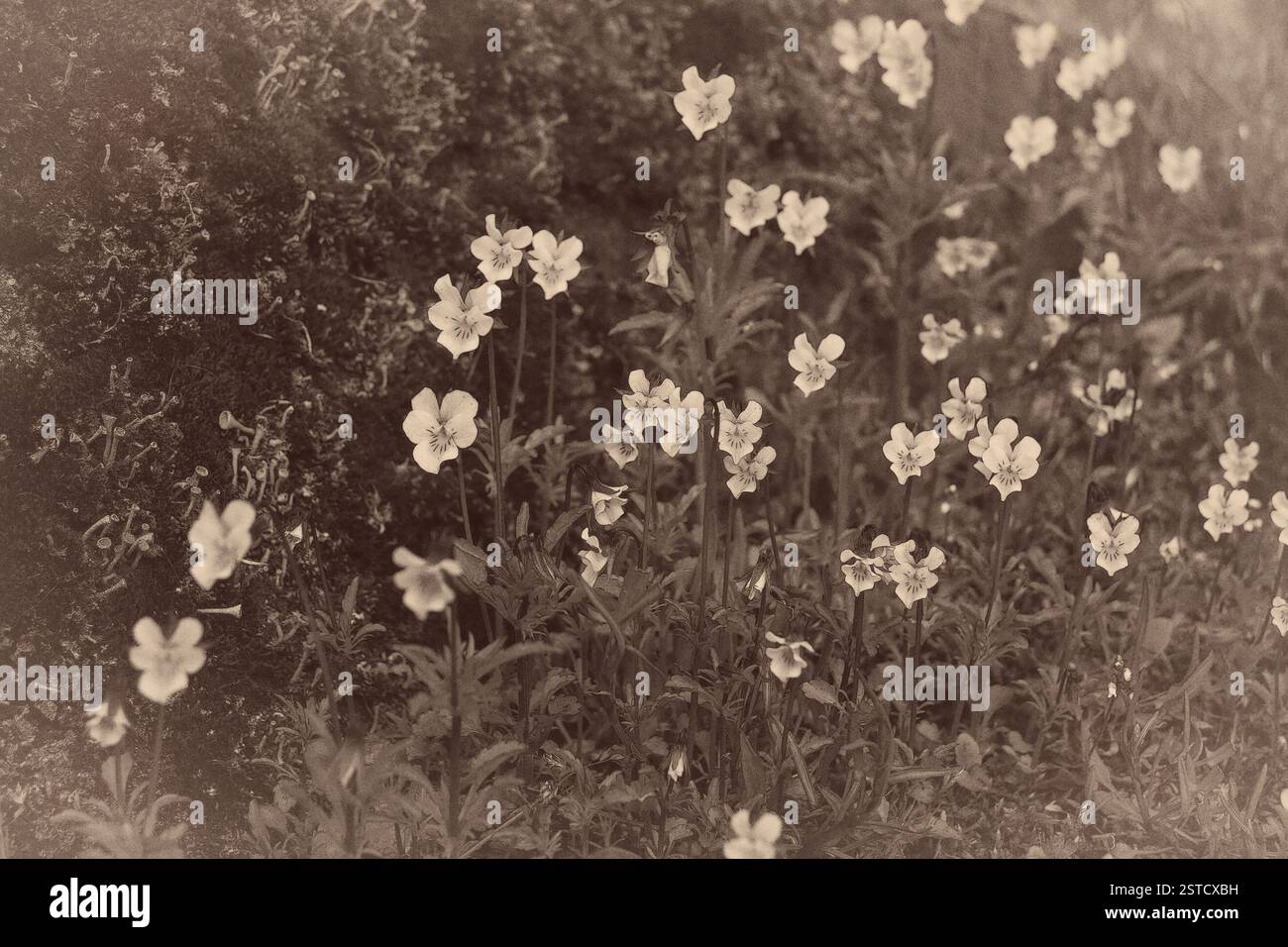 European field pansy, Viola arvensis, growing in the woods next to a ...