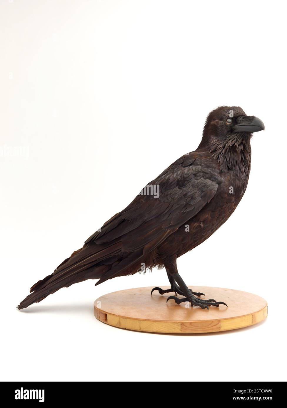 Ravens anatomy hi-res stock photography and images - Alamy