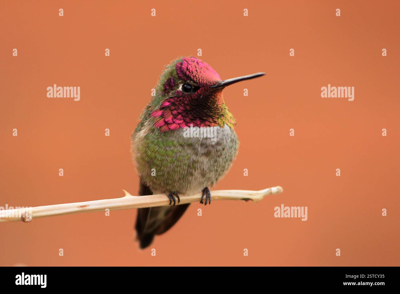Annas hummingbird male calypte hi-res stock photography and images - Alamy