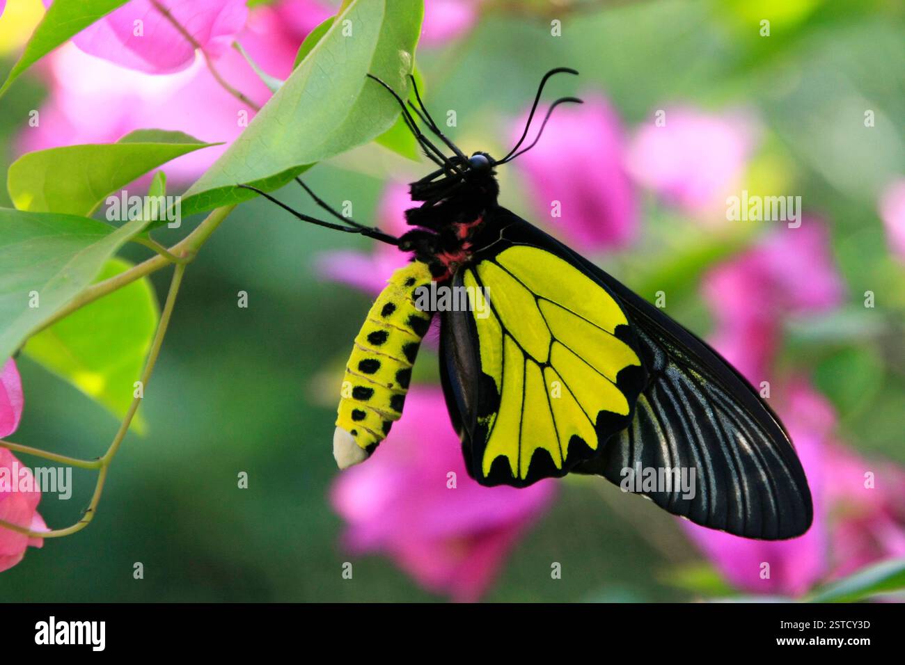 Goliath Birdwing butterfly Stock Photo - Alamy