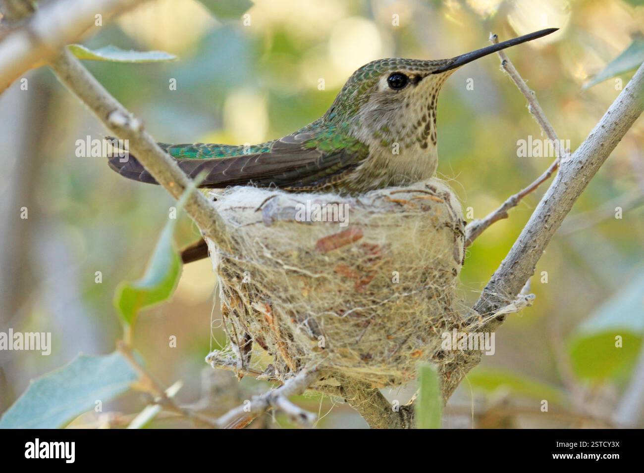 Female calliope hummingbird hi-res stock photography and images - Alamy