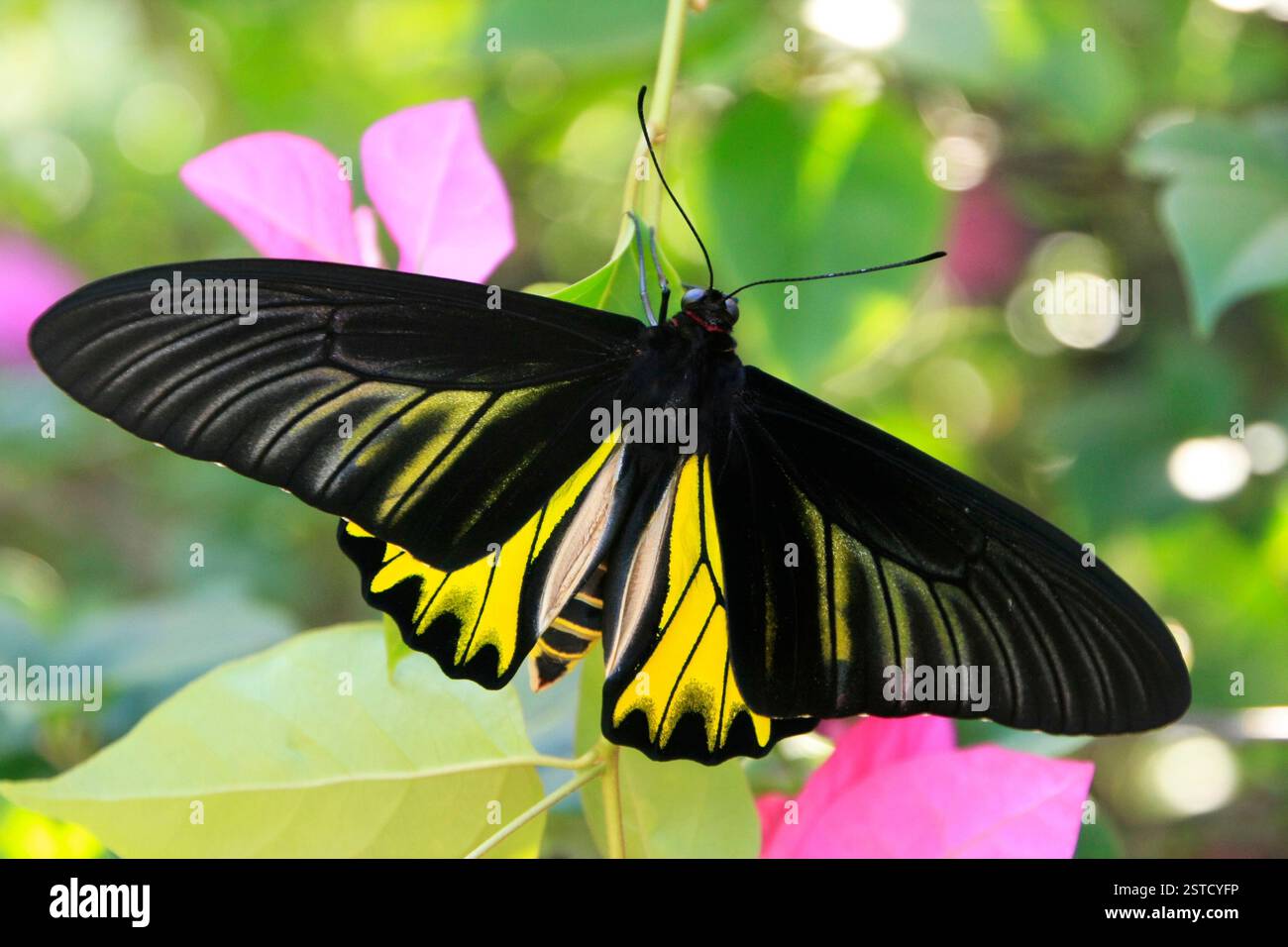 Goliath Birdwing butterfly Stock Photo - Alamy