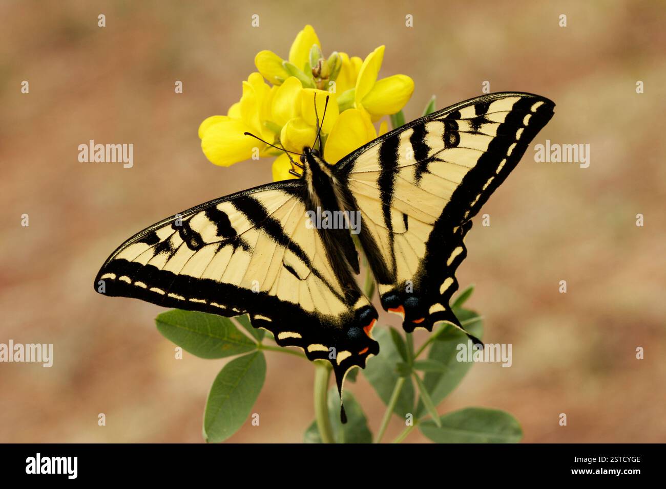 Pale Tiger Swallowtail Stock Photo - Alamy