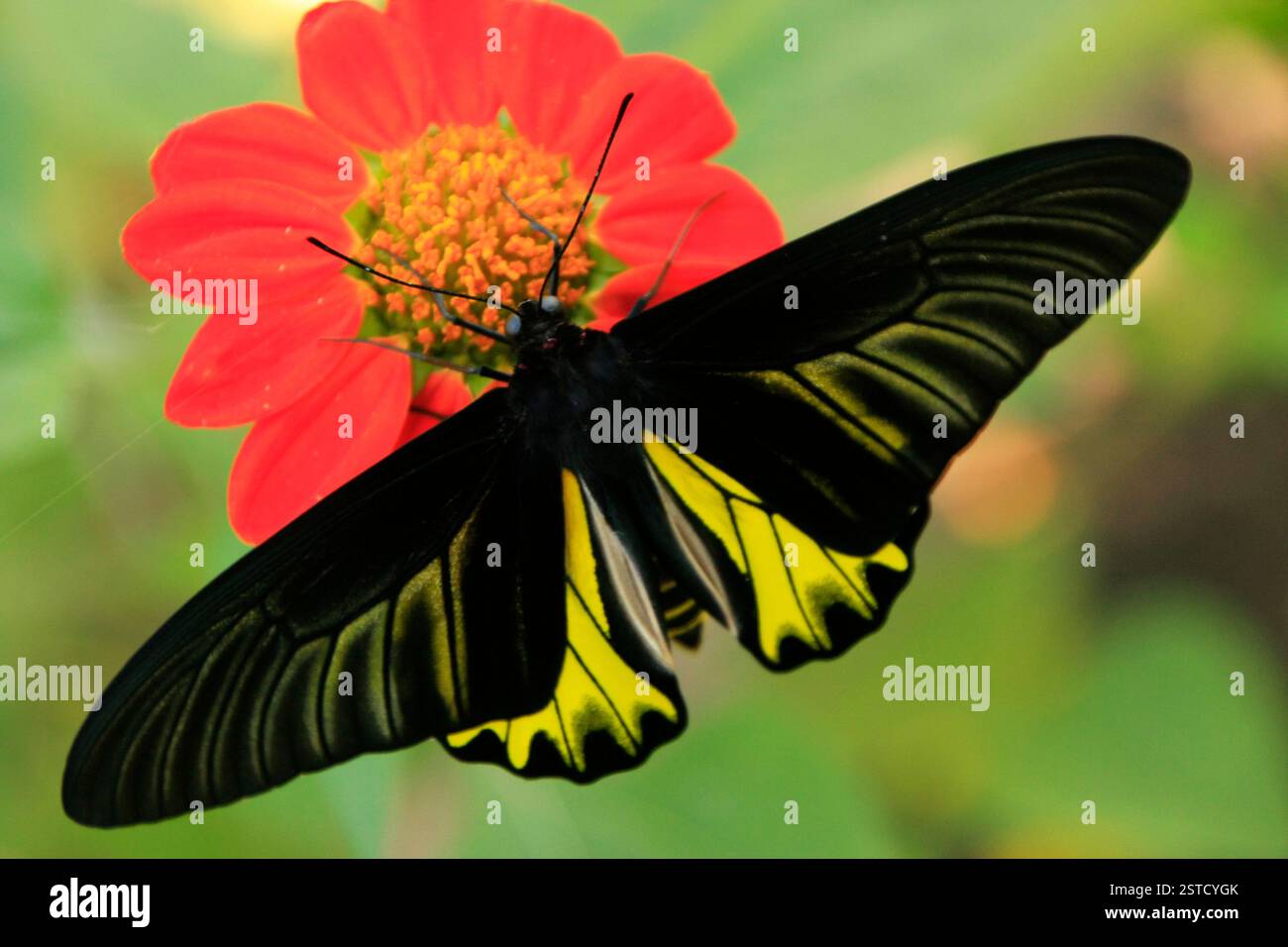 Goliath Birdwing butterfly Stock Photo - Alamy