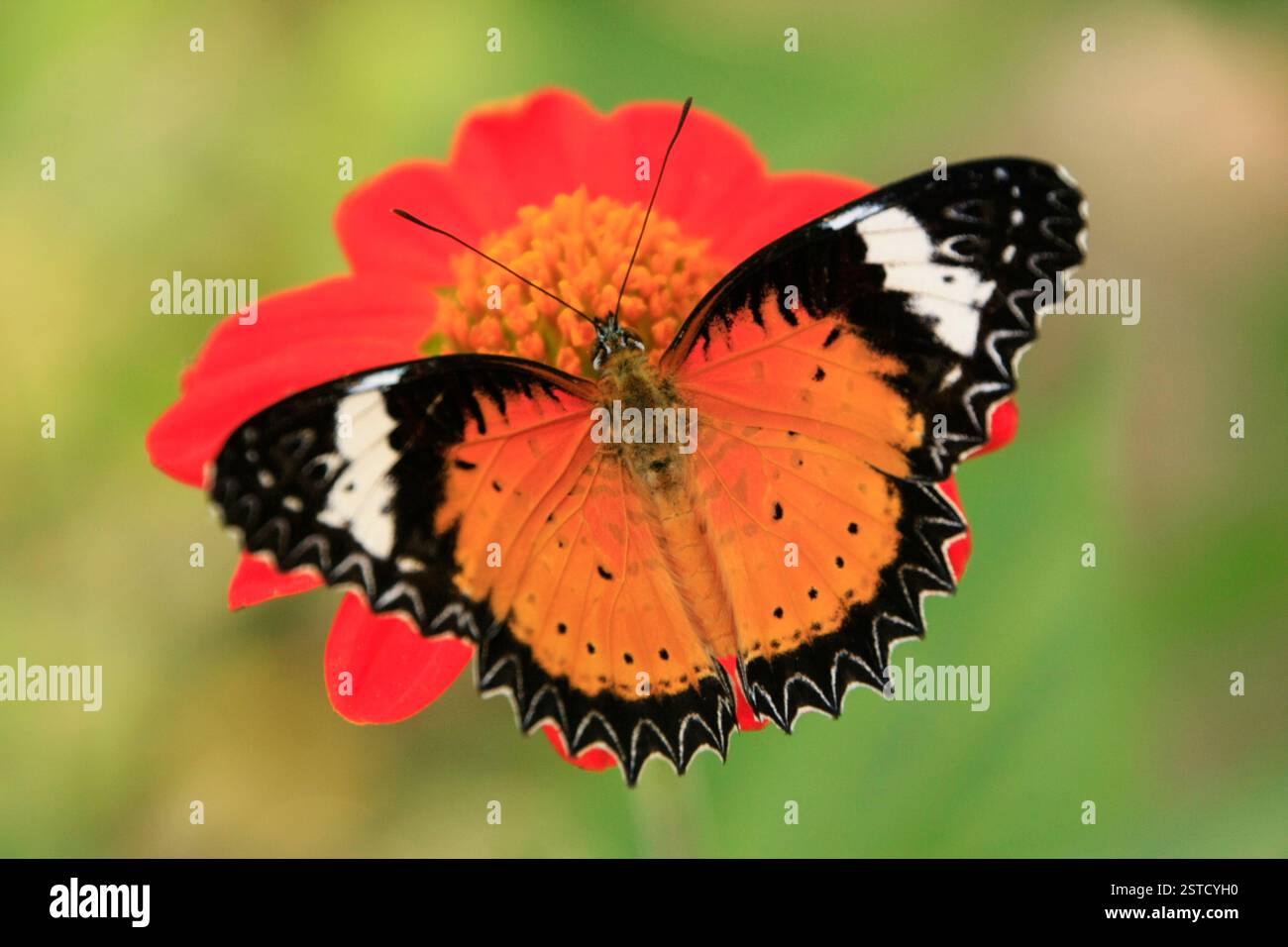 Common Tiger butterfly (Danaus genutia) on a flower Stock Photo - Alamy