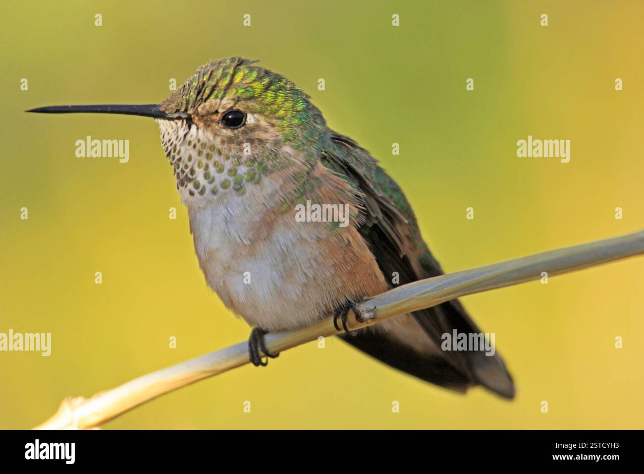 Female calliope hummingbird hi-res stock photography and images - Alamy