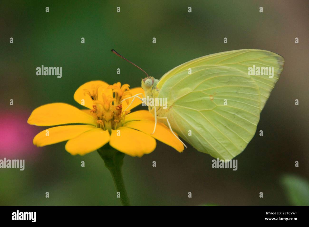 California Dogface butterfly Stock Photo - Alamy