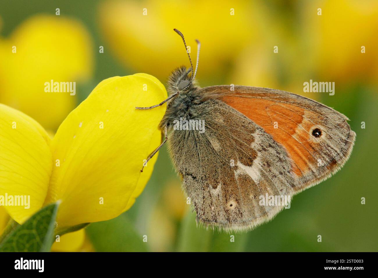 Prairie Ringlet butterfly Stock Photo - Alamy