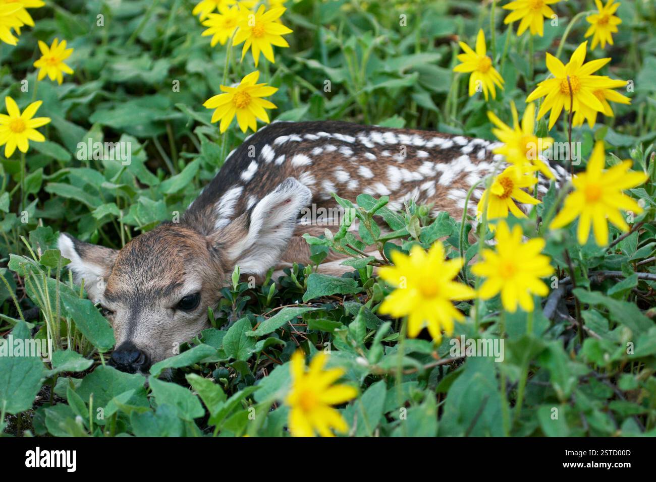 Mule with flowers hi-res stock photography and images - Alamy