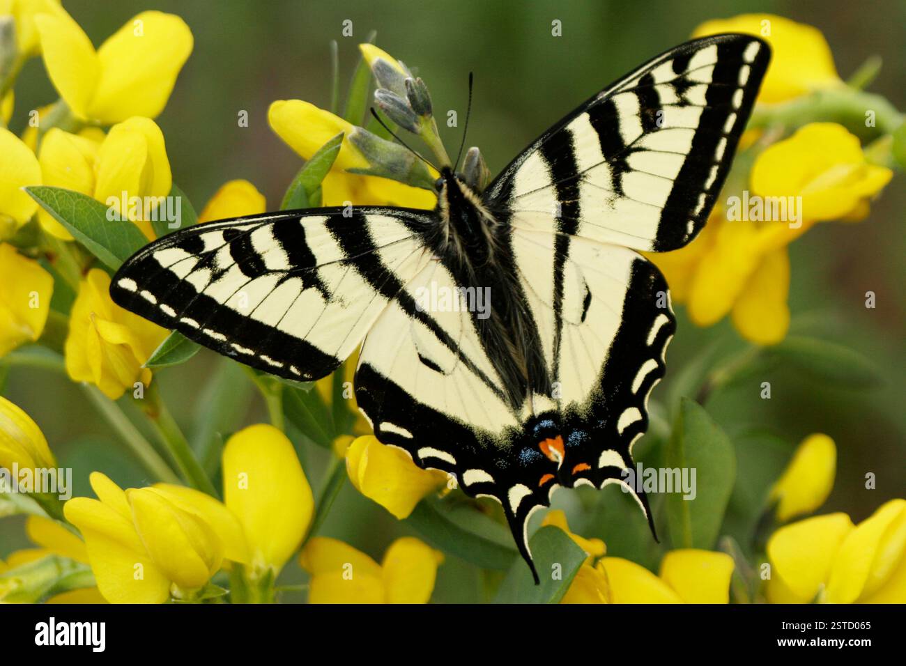 Pale Tiger Swallowtail Stock Photo - Alamy