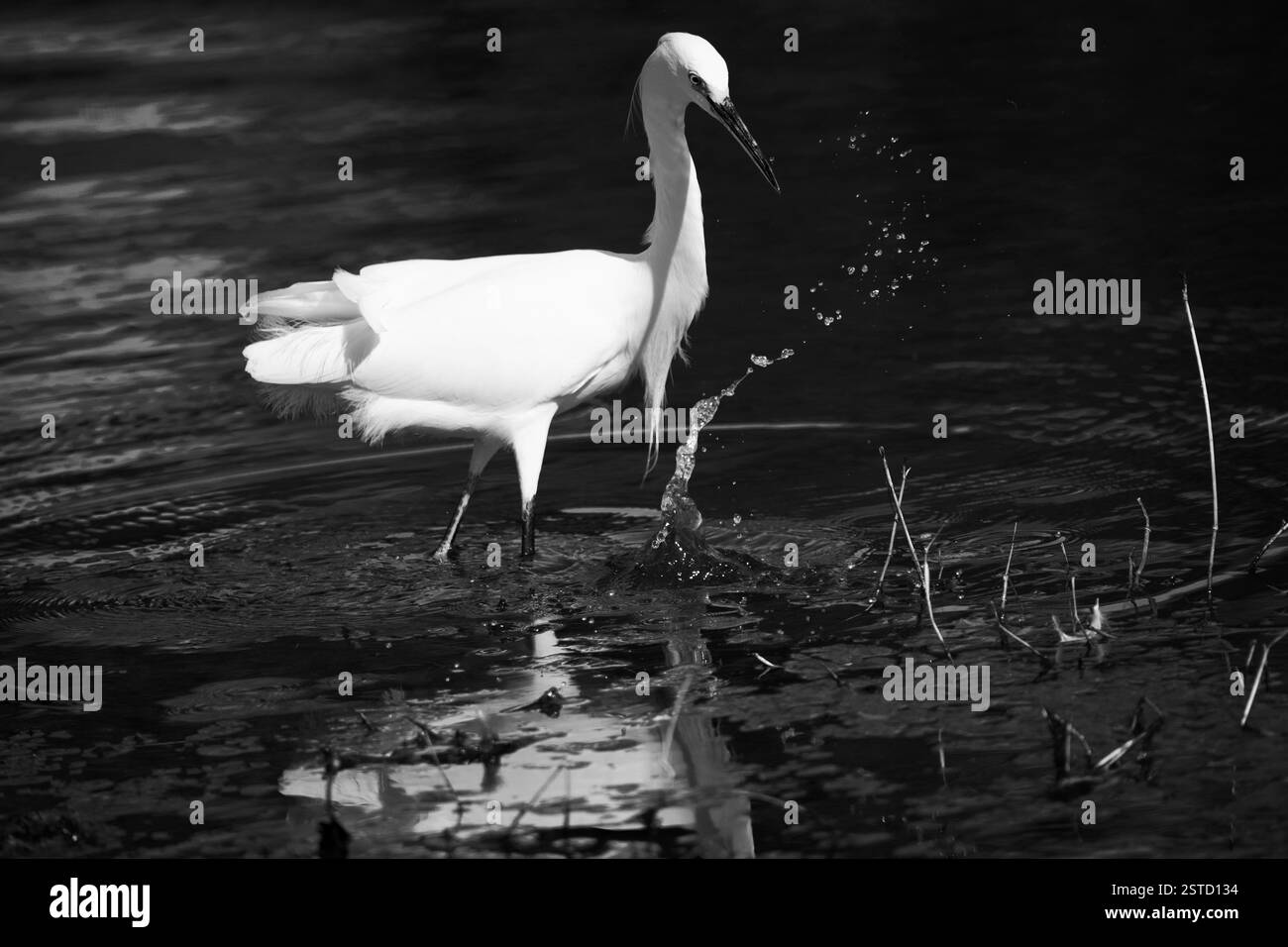Monochrome black and white picture of a Snowy Egret (Egretta thula ...