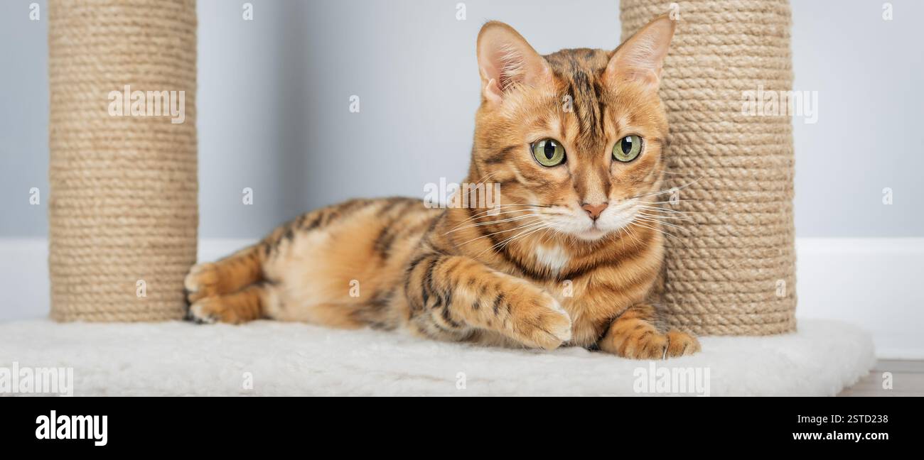 Cream Burmese cat in minimalist home interior Stock Photo - Alamy