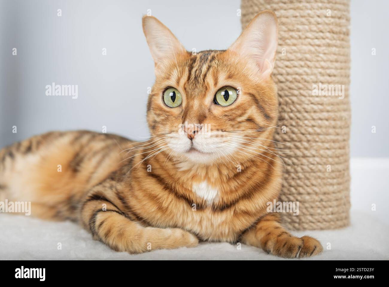 Cream Burmese cat in minimalist home interior. Close-up Stock Photo - Alamy