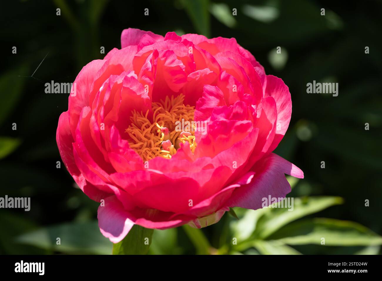 Cytheria hi-res stock photography and images - Alamy