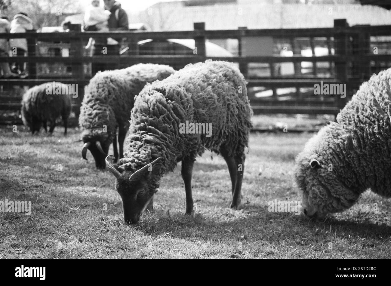 London animal farm Black and White Stock Photos & Images - Alamy