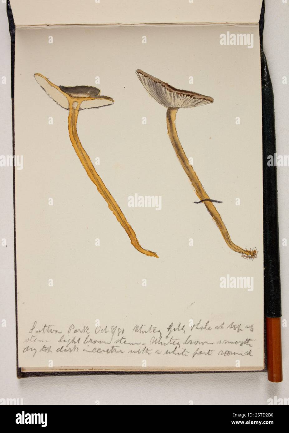 Pencil and watercolor drawing from Oliver Clare's 1881 sketchbook ...