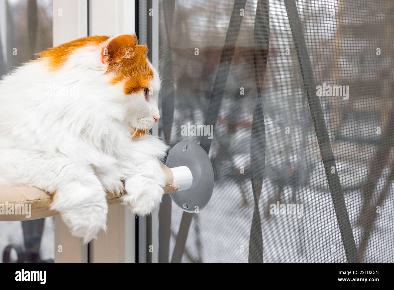 Hanging paws hi-res stock photography and images - Alamy