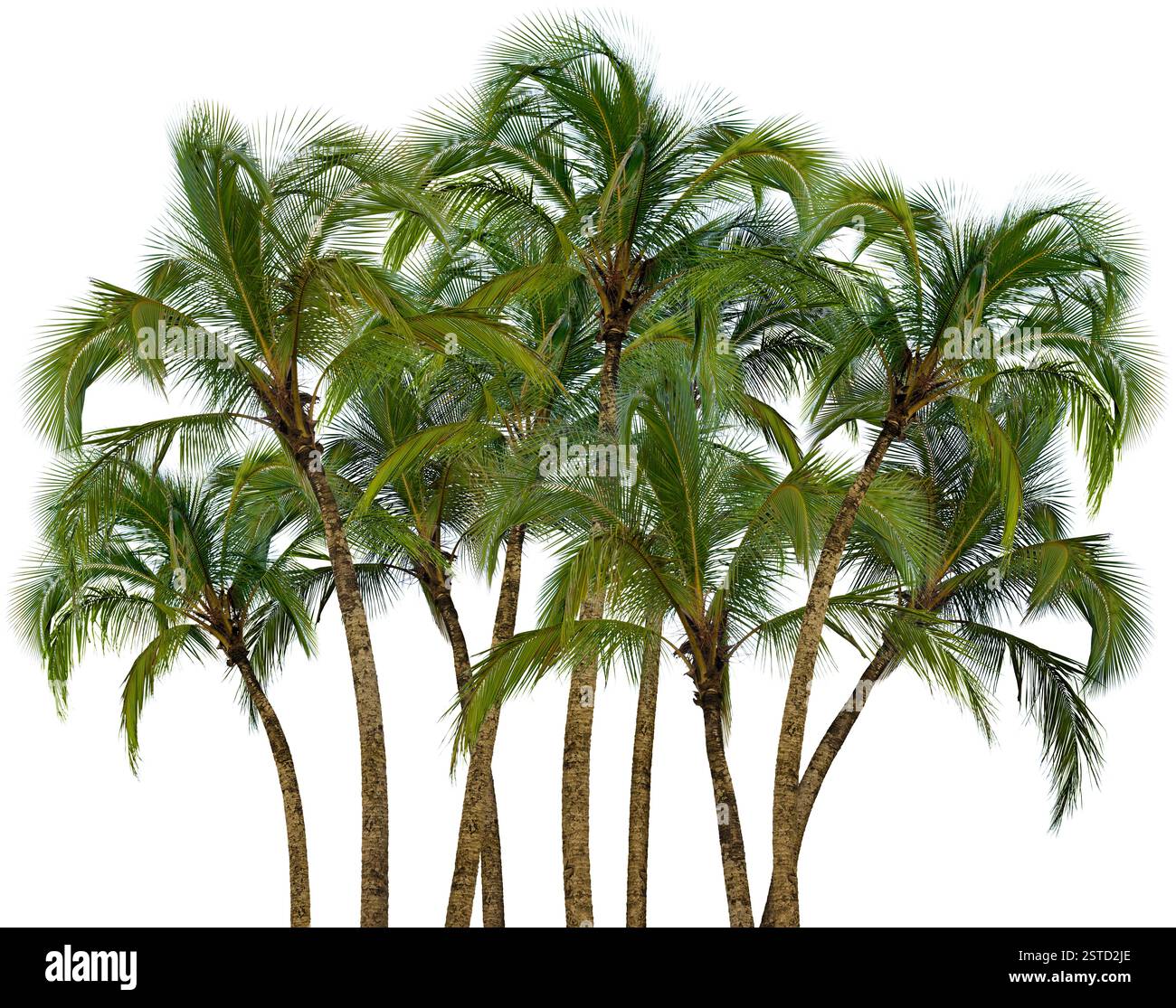 Many beautiful palm trees hi-res stock photography and images - Alamy