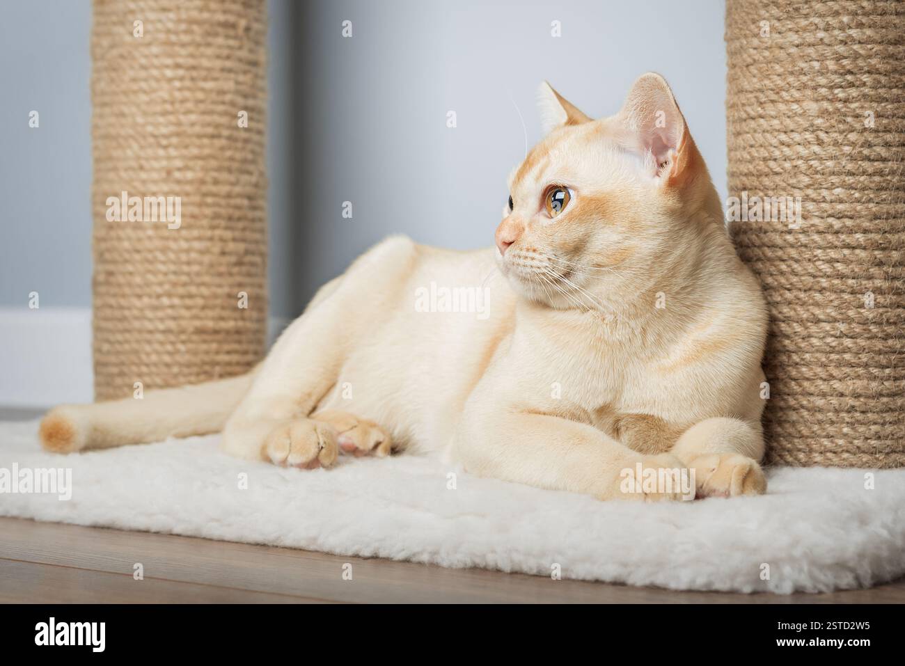 Cream Burmese cat in minimalist home interior Stock Photo - Alamy