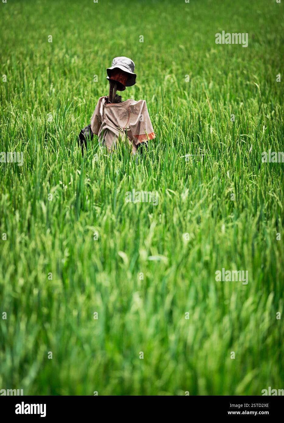 Scarecrow in rice plantation hi-res stock photography and images - Alamy