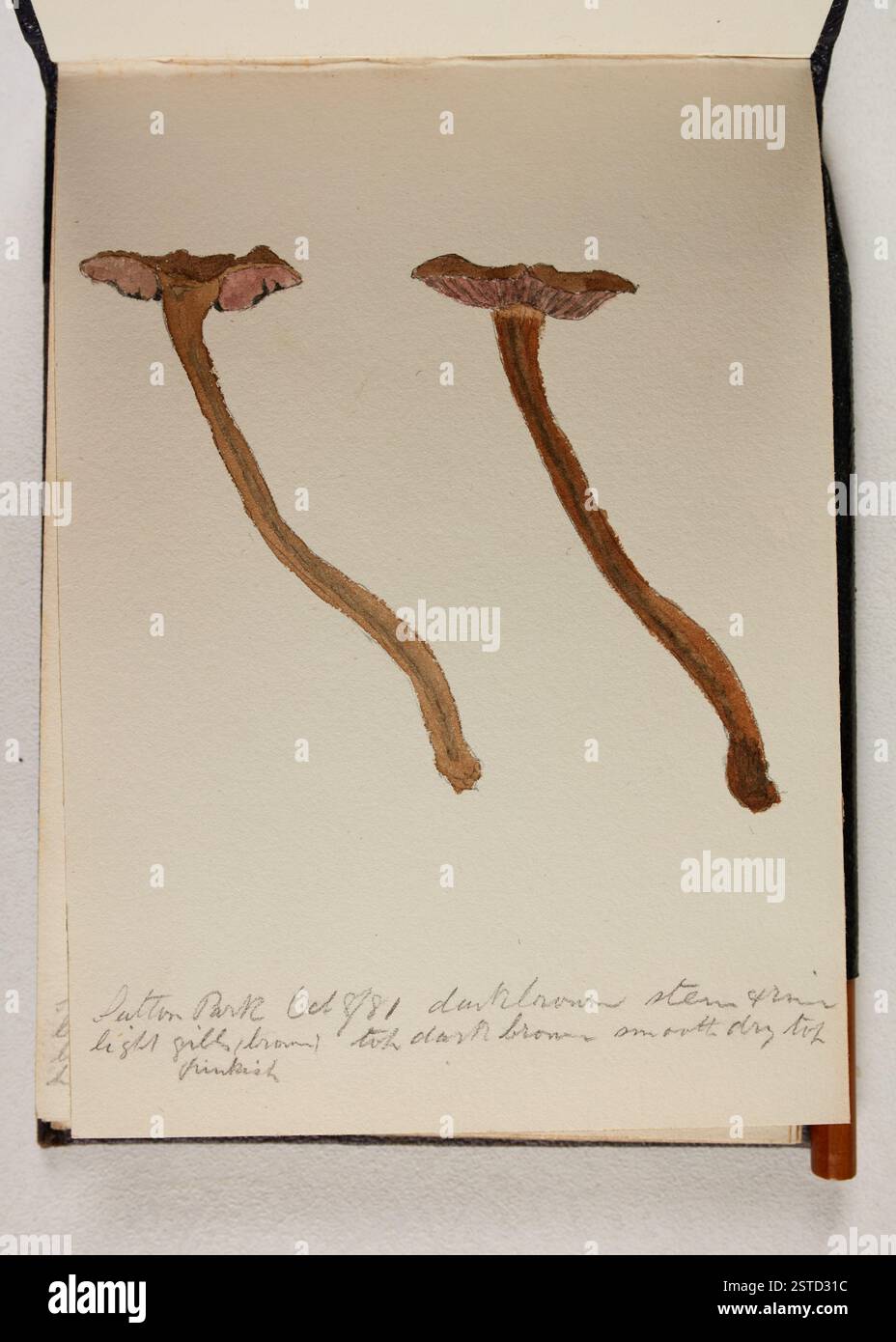 A detailed pencil and watercolor drawing of fungi found in Sutton Park ...