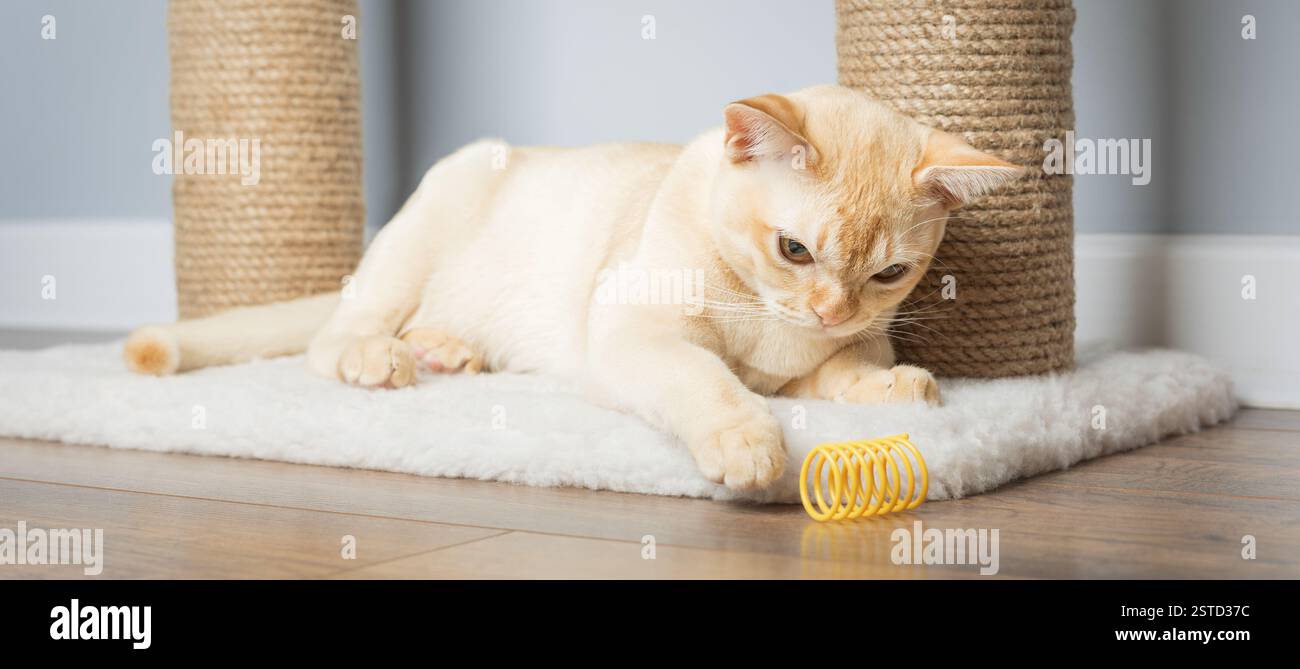 Cream Burmese cat in minimalist home interior Stock Photo - Alamy