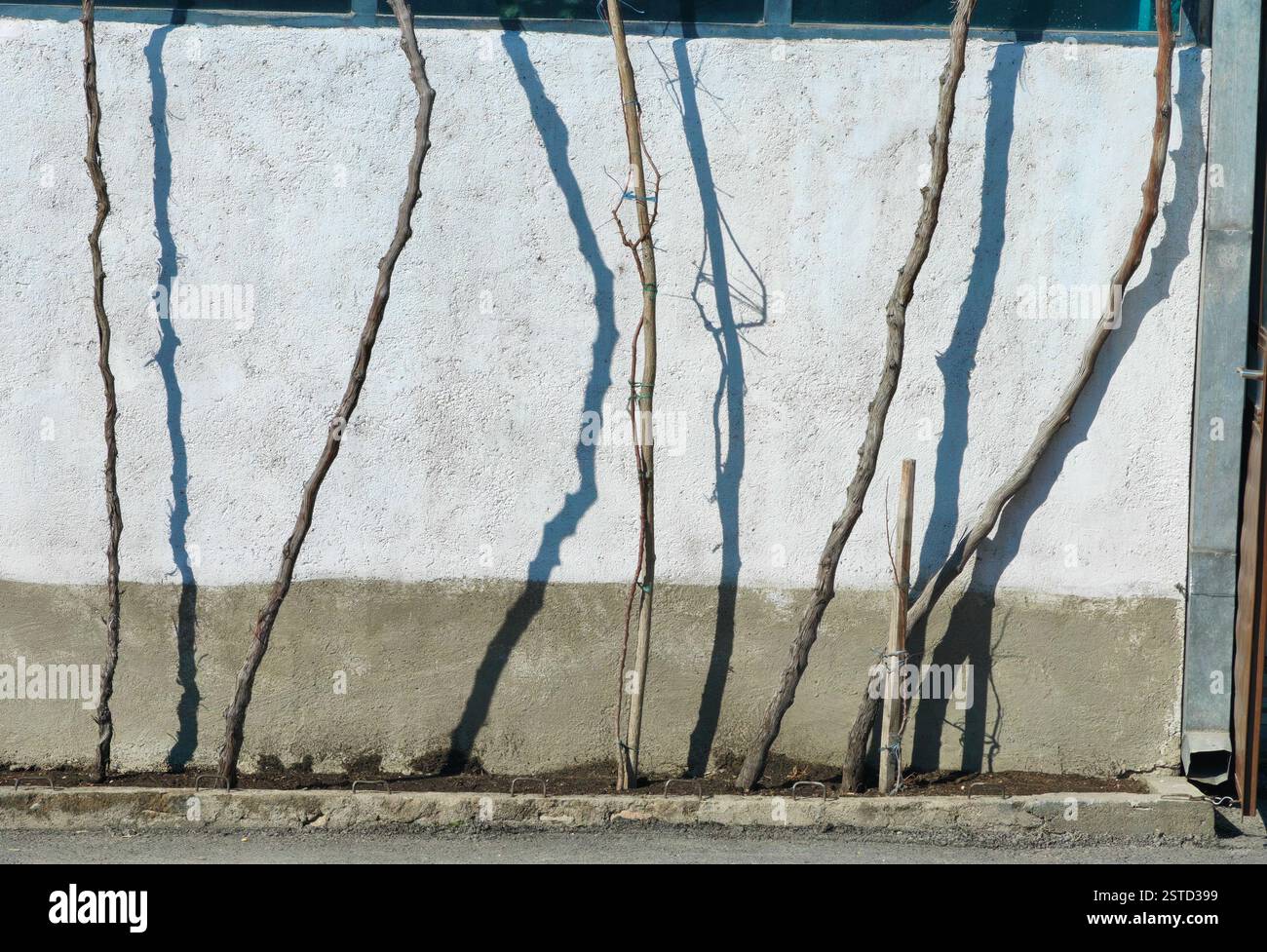 Vineyard Embrace, the wall Stock Photo - Alamy