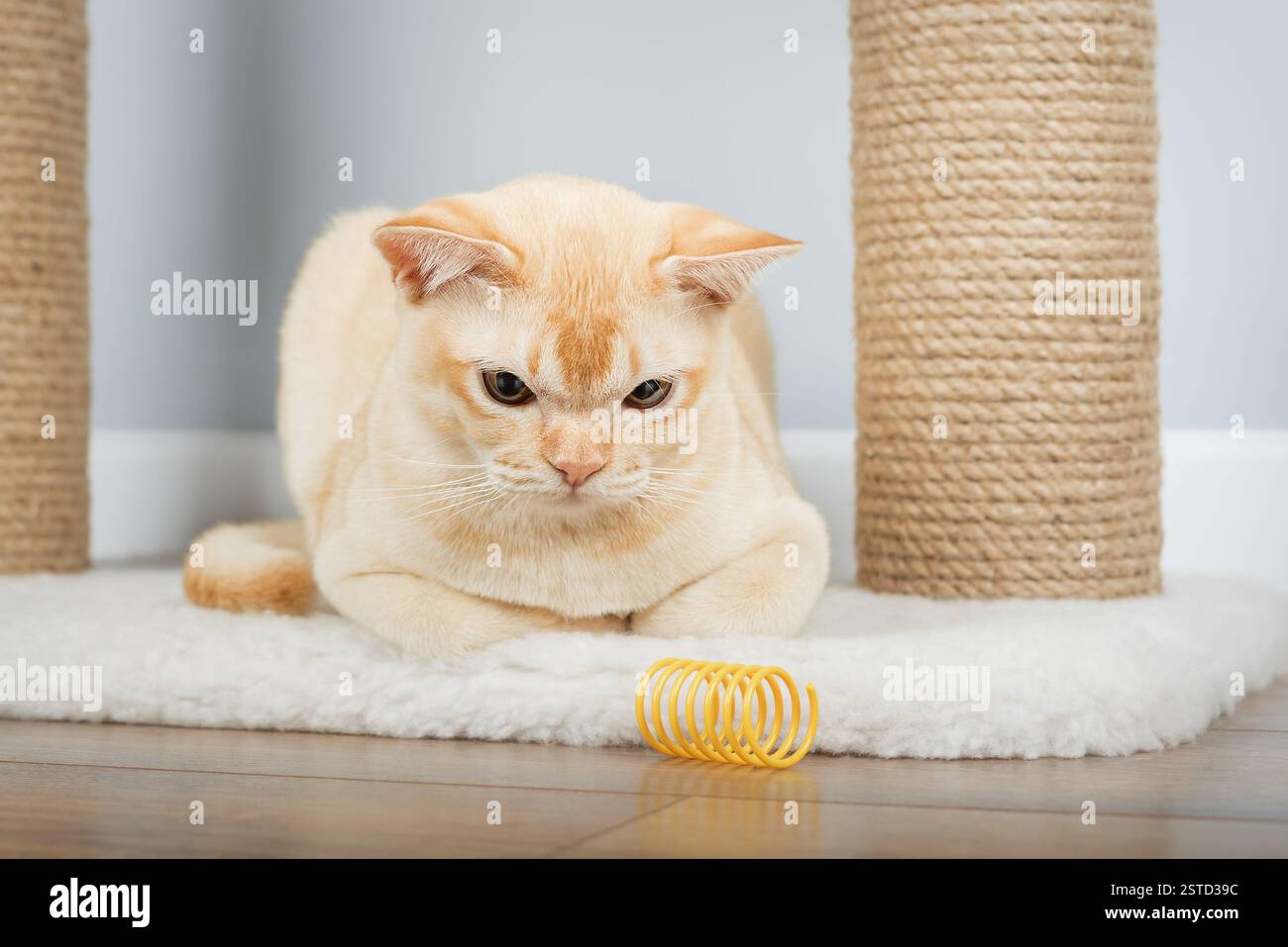 Cream Burmese cat in minimalist home interior Stock Photo - Alamy
