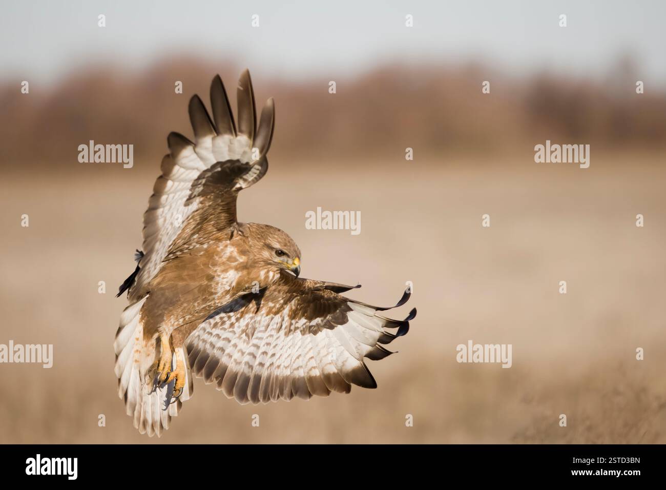 Common Buzzard in flight in Spain in the winter Stock Photo - Alamy