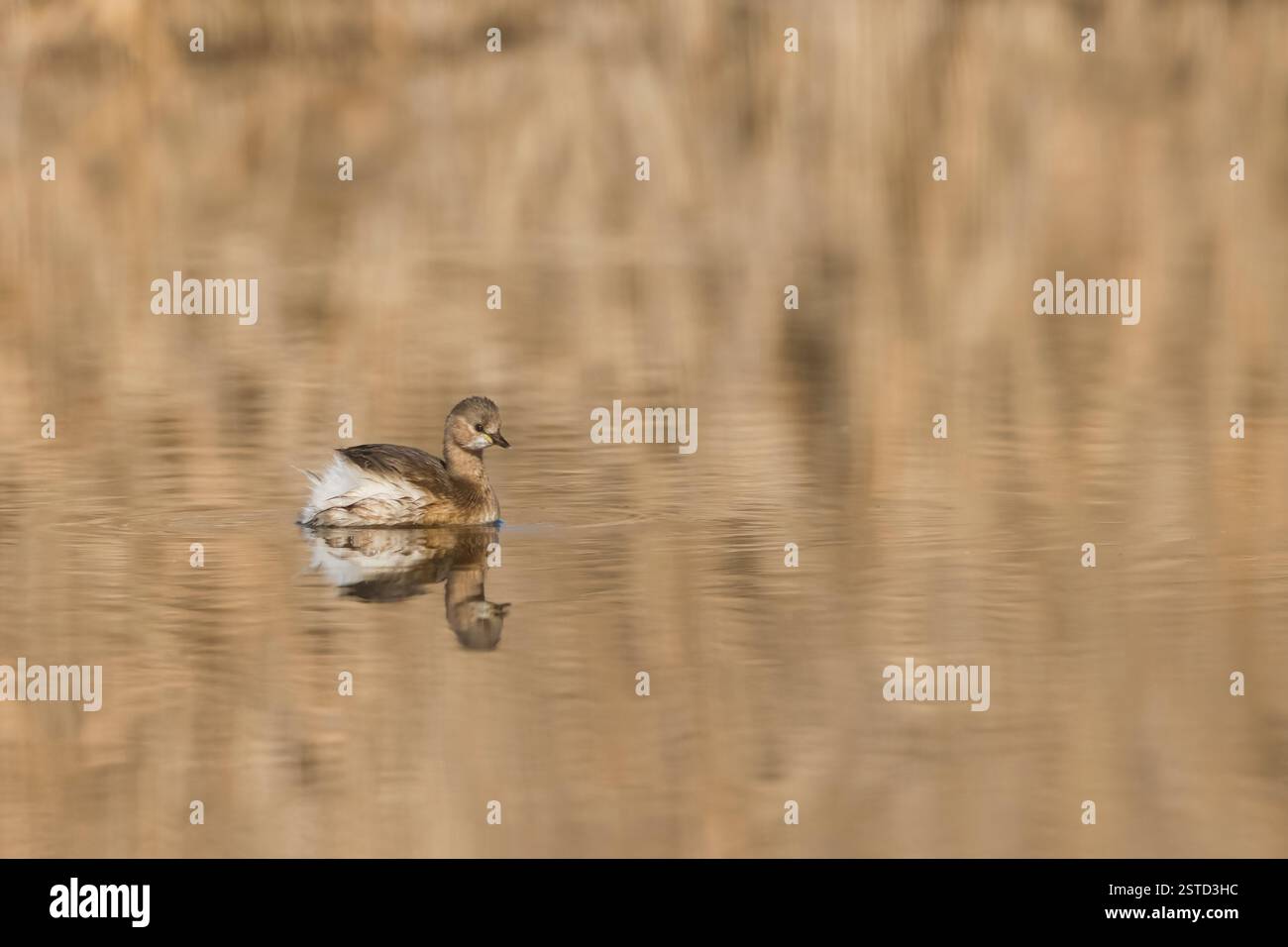 Little Grebe with reflection in winter plumage in Spain Stock Photo - Alamy