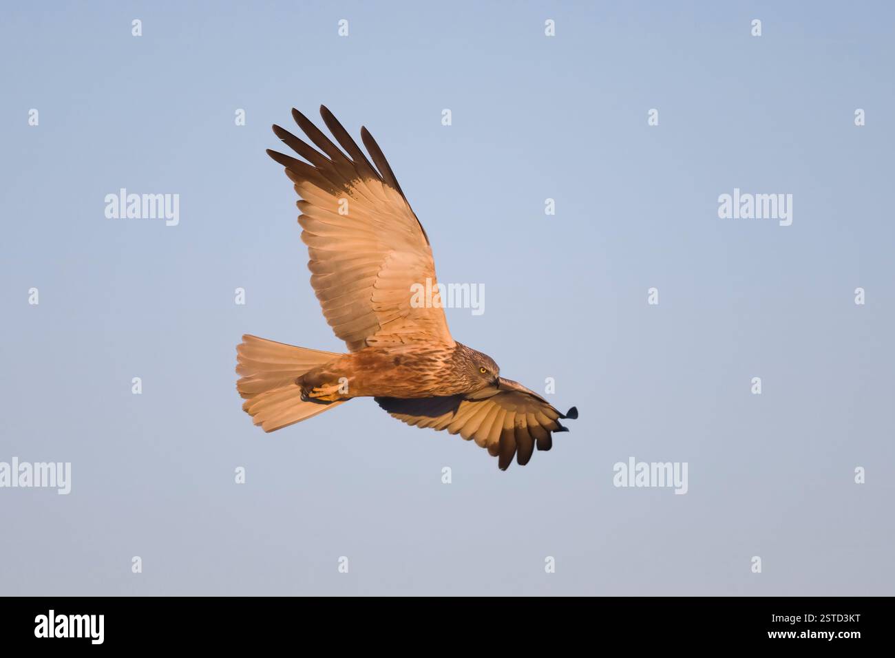 Male marsh harrier in hi-res stock photography and images - Alamy