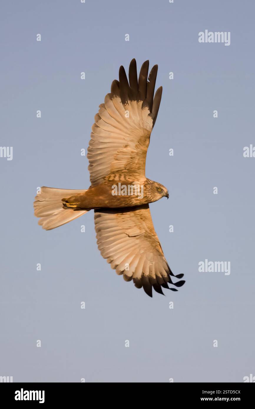 Male Marsh Harrier in flight in Spain Stock Photo - Alamy
