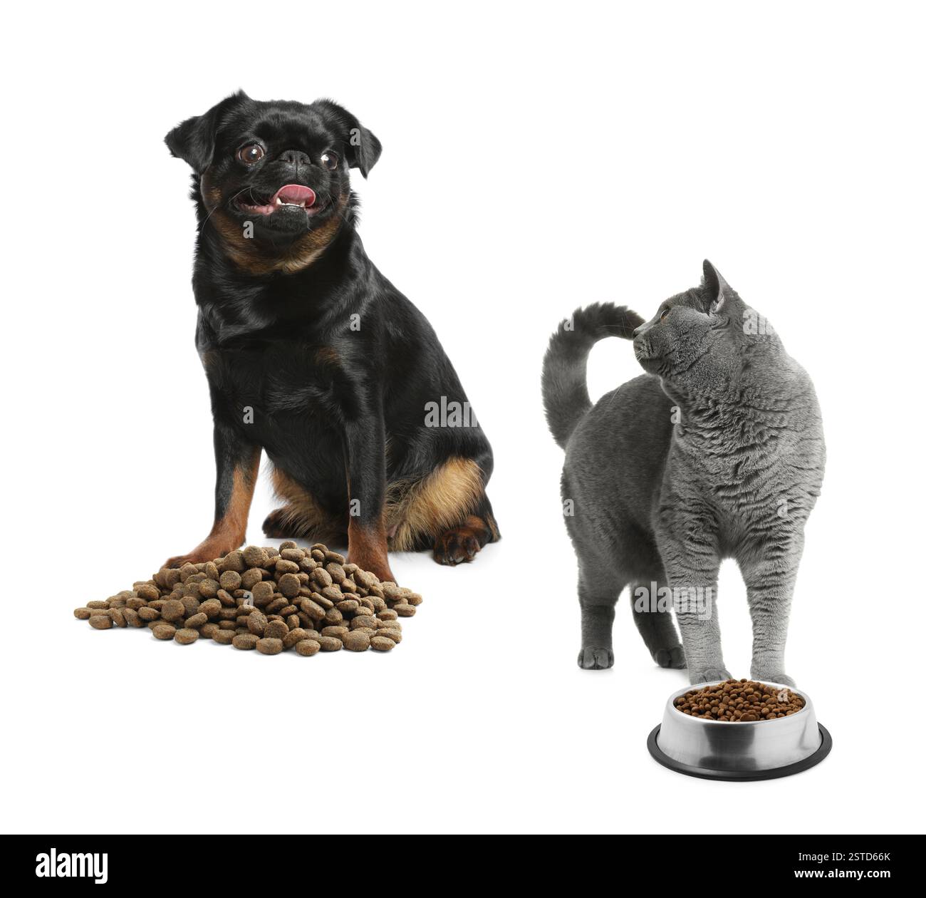 Feeding cat and dog Cut Out Stock Images & Pictures - Alamy