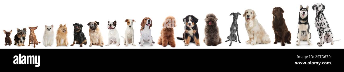 Adorable dogs of different sizes in row on white background, from ...