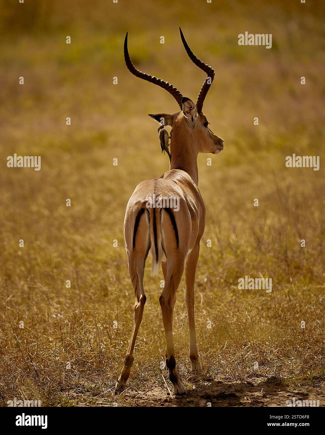Wildlife sanctuary warming hi-res stock photography and images - Alamy