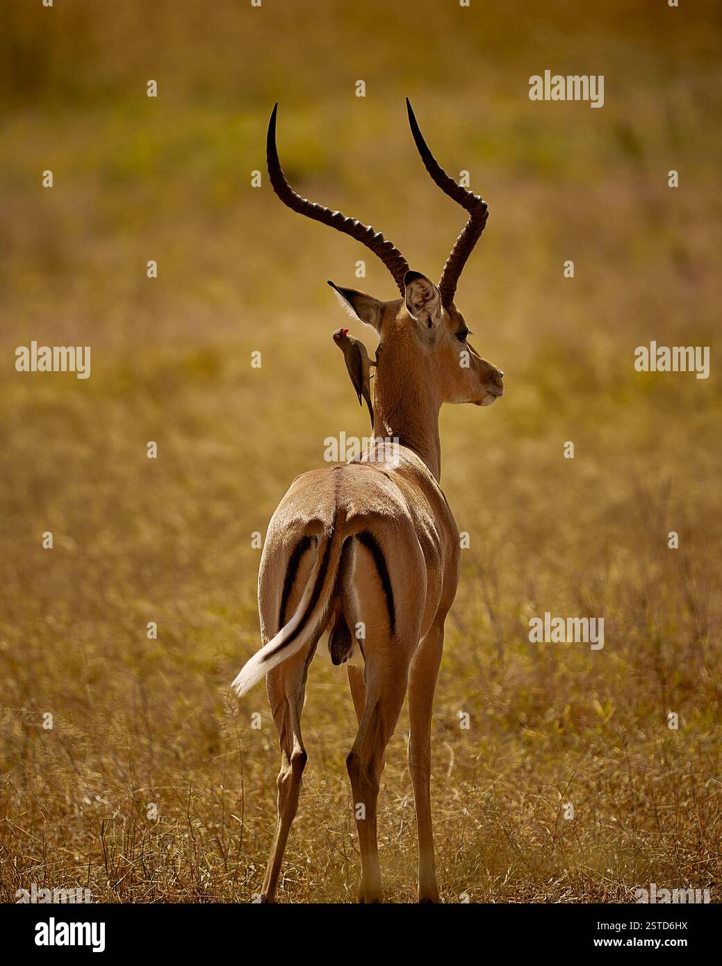 Wildlife sanctuary warming hi-res stock photography and images - Alamy