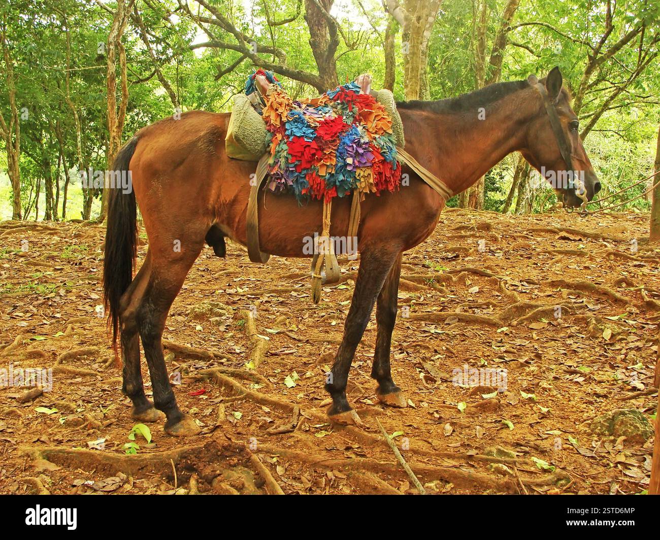 Horse at way-station Stock Photo - Alamy