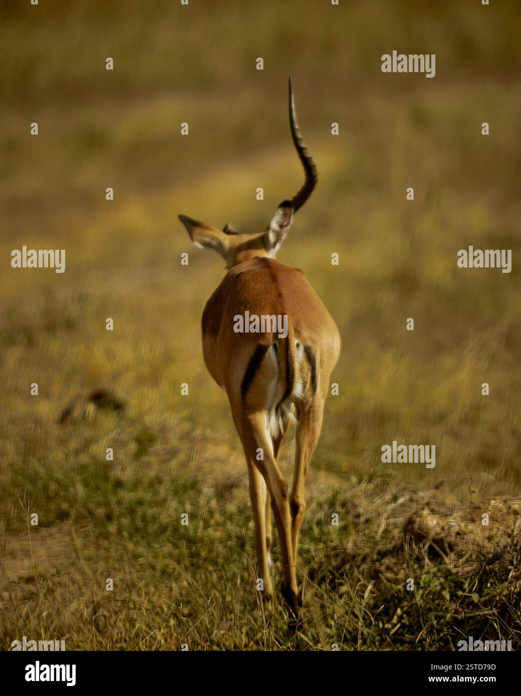 Conservation antelope hi-res stock photography and images - Alamy