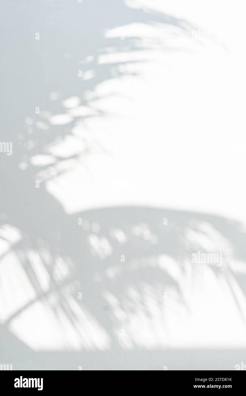 Delicate shadows cast by palm leaves create a calm atmosphere against a ...