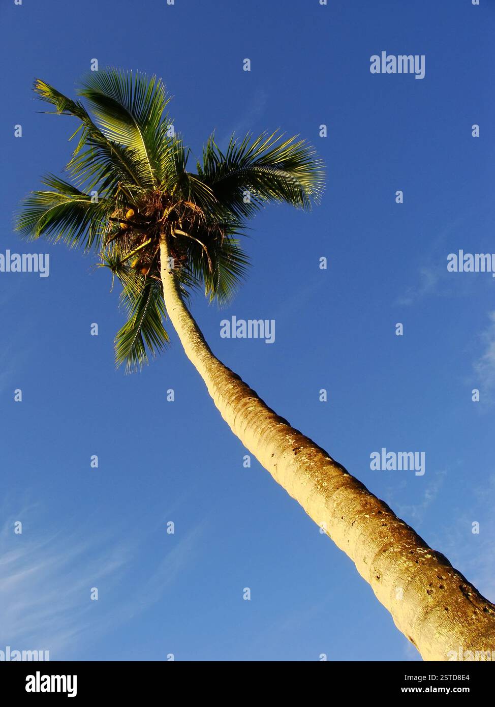 Leaning palm tree hi-res stock photography and images - Alamy