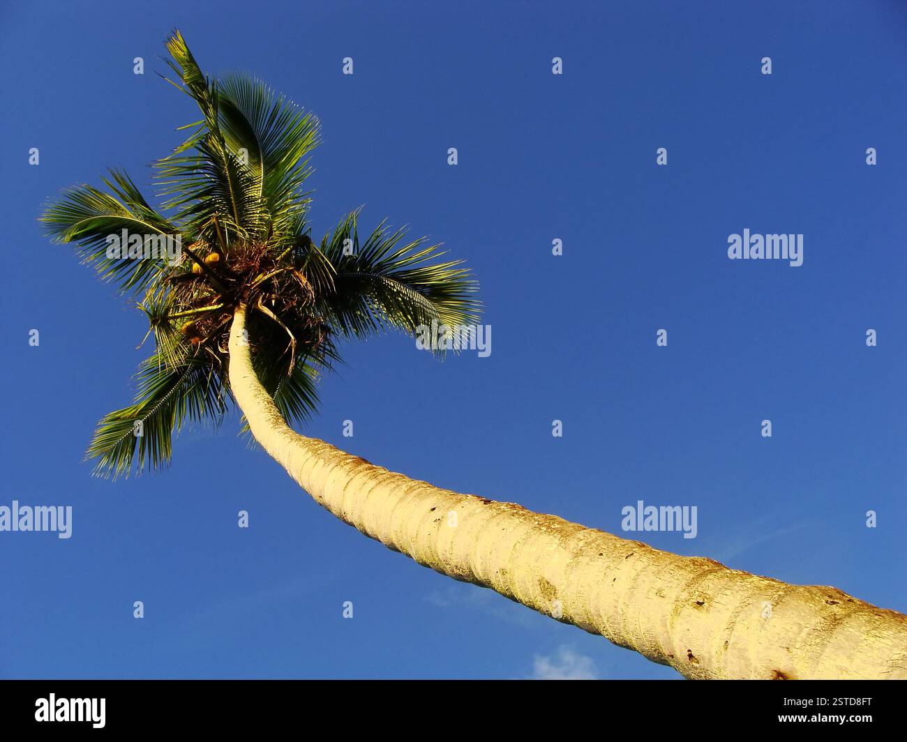 The leaning palm tree hi-res stock photography and images - Alamy
