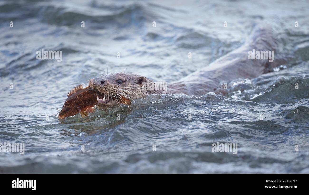 Otter swimming to the shore of a Scottish loch carrying a fish in its ...