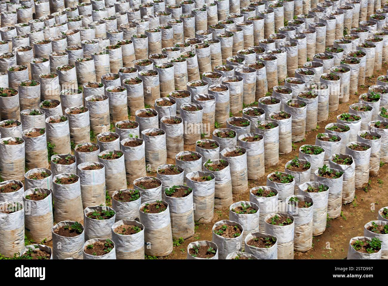 Growing strawberries - unusual way. Indonesia, Bali Stock Photo - Alamy